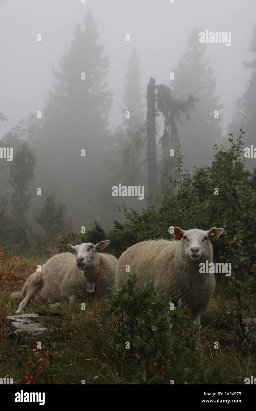 Sheep in Norway Stock Photo - Alamy