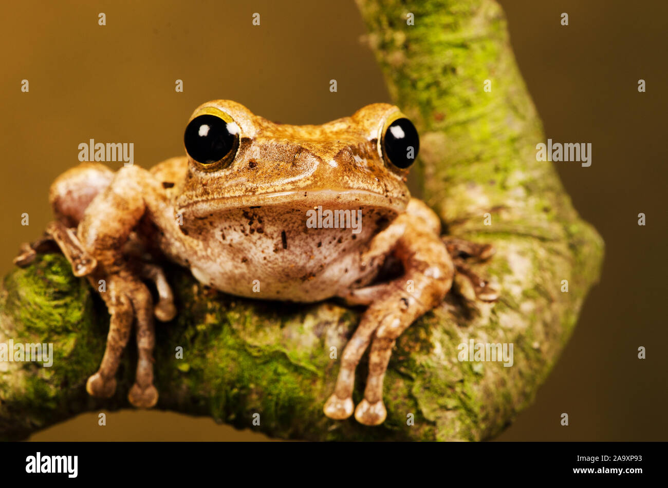 Rough Frilled Tree Frog (Rhacophorus appendiculatus Stock Photo - Alamy