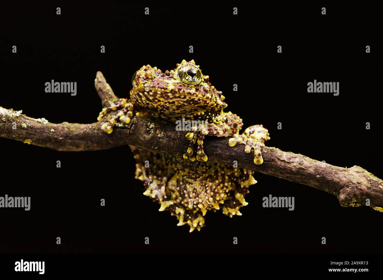 Vietnamese Mossy Frog (Theloderma corticale Stock Photo - Alamy