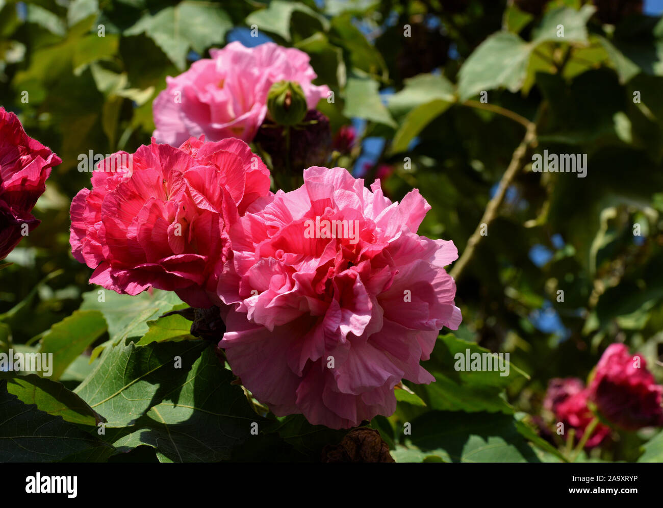 Pink tree peonies hi-res stock photography and images - Alamy
