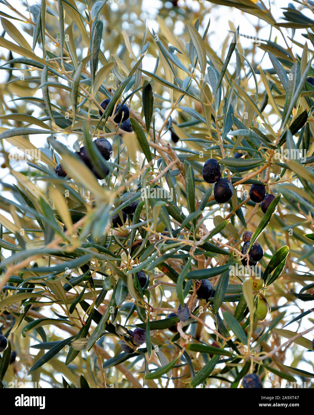 Fruit salad tree hi-res stock photography and images - Alamy