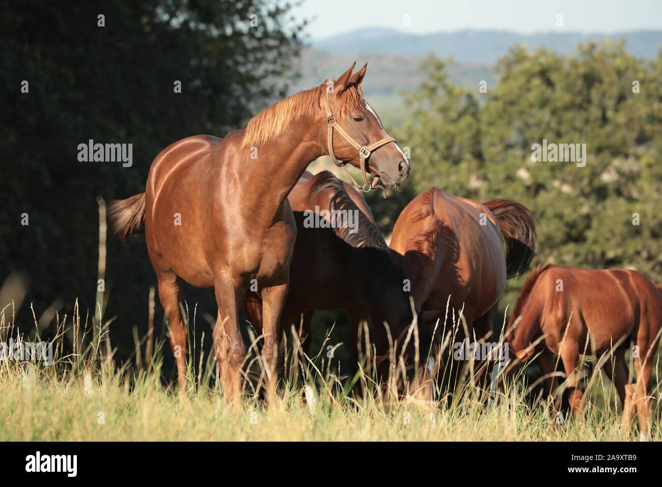 Mare nature hi-res stock photography and images - Alamy
