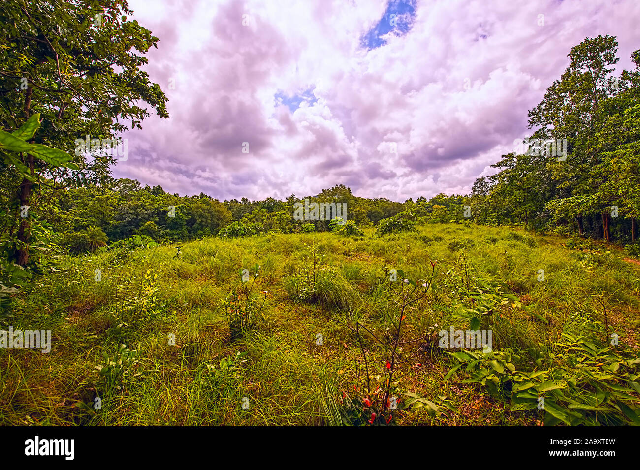 Lush green,landscape,wild,bushes,rolling,grassfield,tall trees ...