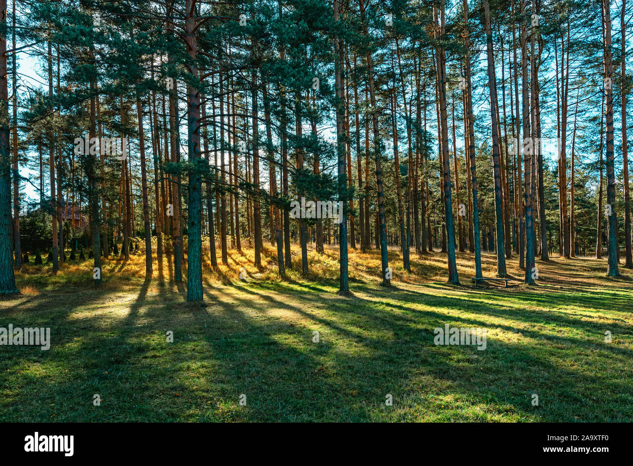 Treeline hi-res stock photography and images - Alamy