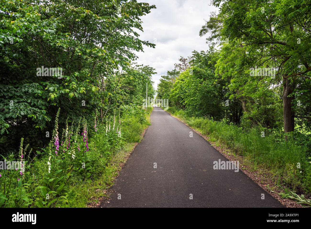 Tree lined pedestrian path hi-res stock photography and images - Alamy