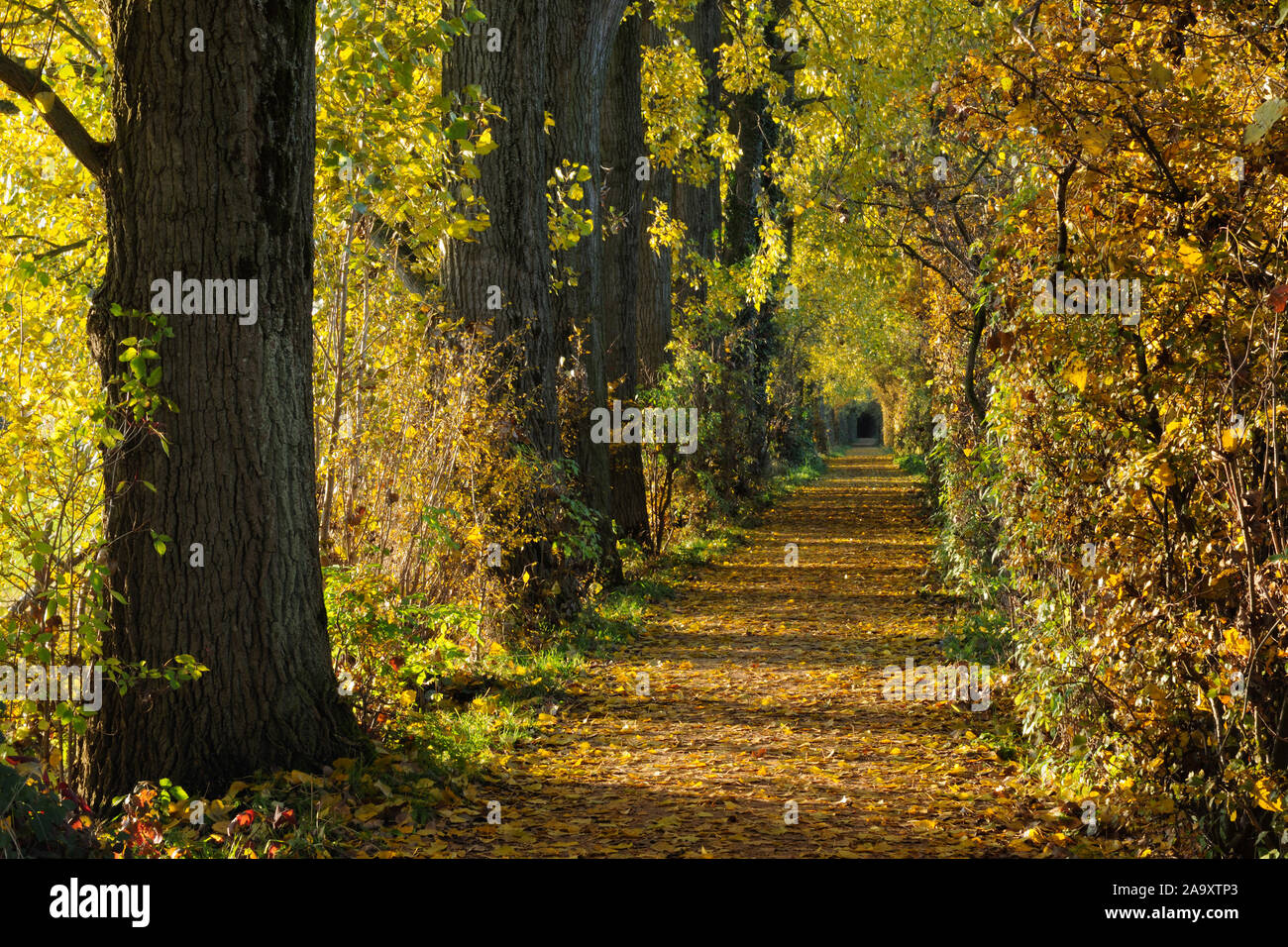 Avenue of trees in autumn, fall, colorful golden October, the sun ...