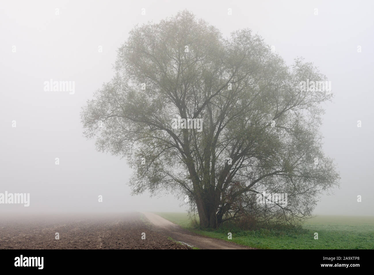Old willow tree hi-res stock photography and images - Alamy