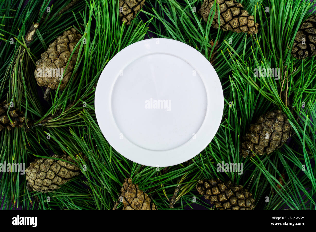 Bank cream on the background of spruce branches. Mockup for your label ...