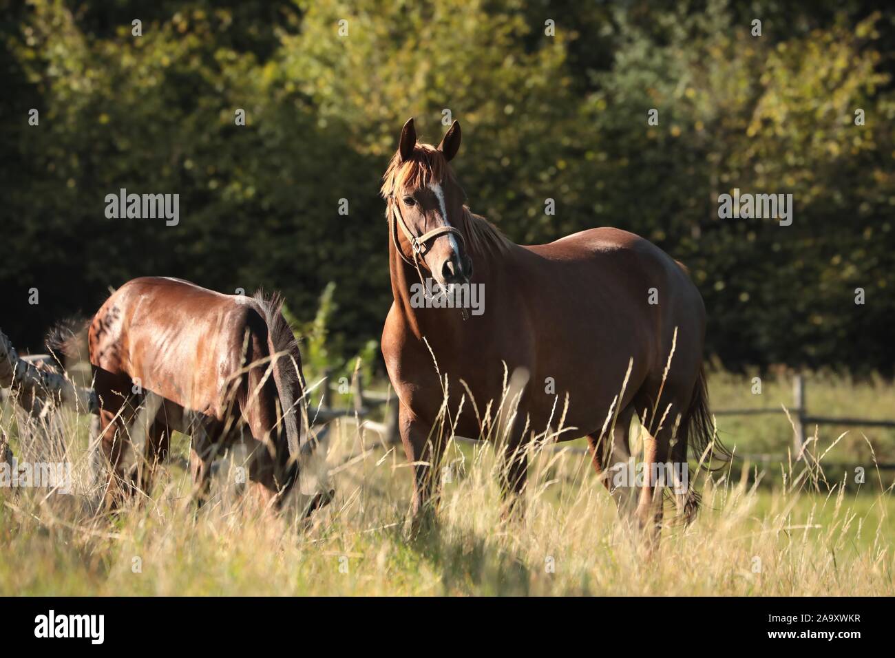 Mare nature hi-res stock photography and images - Alamy