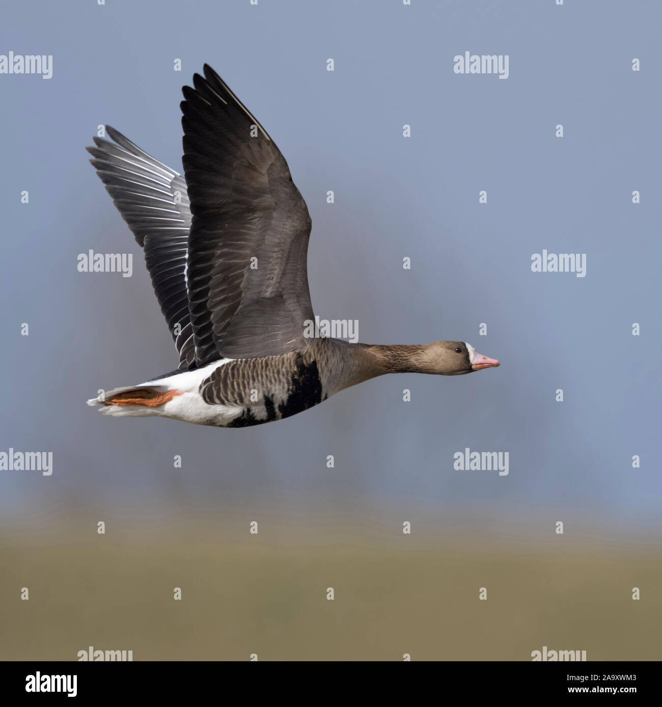 Flying goose hi-res stock photography and images - Alamy