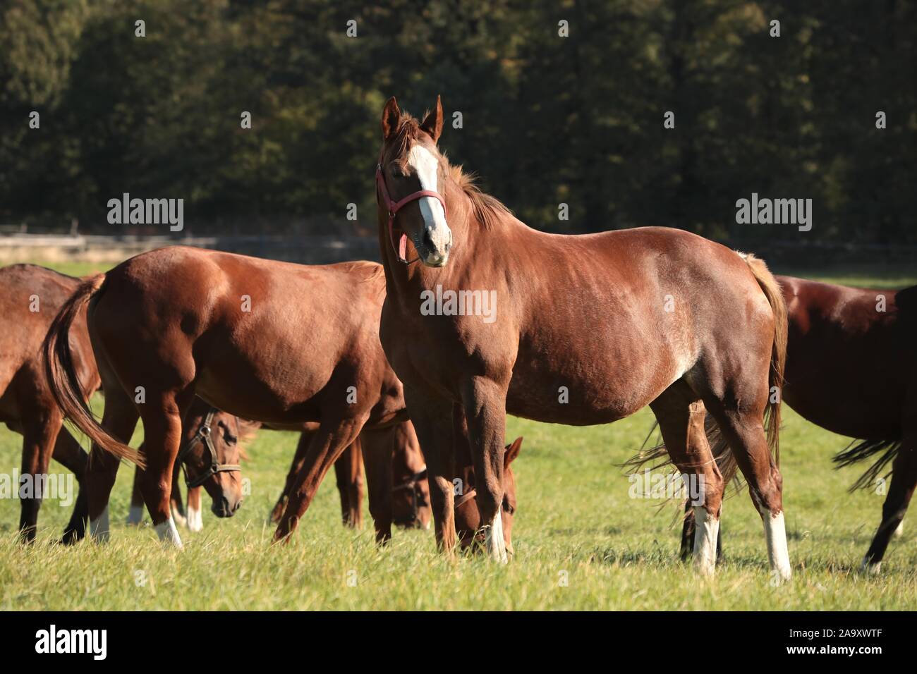 Chestnut mare hi-res stock photography and images - Alamy