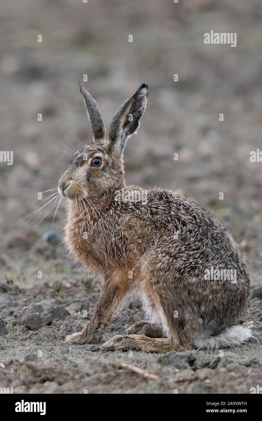 Brown Hare / European Hare / Feldhase ( Lepus europaeus ) sitting on a ...