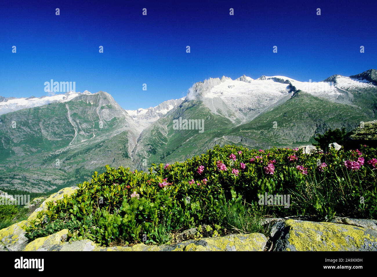 Schweiz - Wallis - Walliser Alpen Stock Photo - Alamy