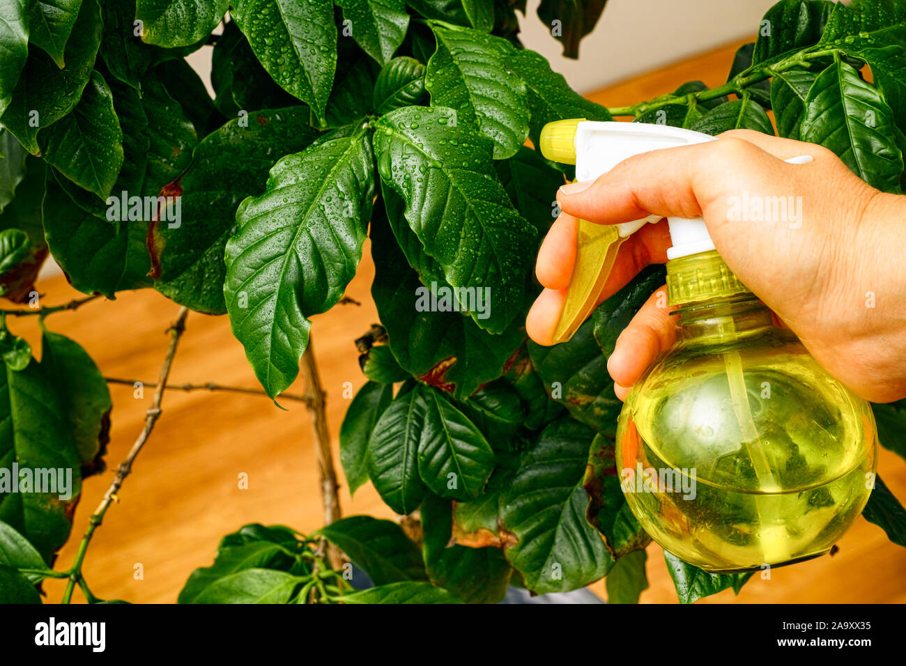 Spraying houseplant hi-res stock photography and images - Alamy