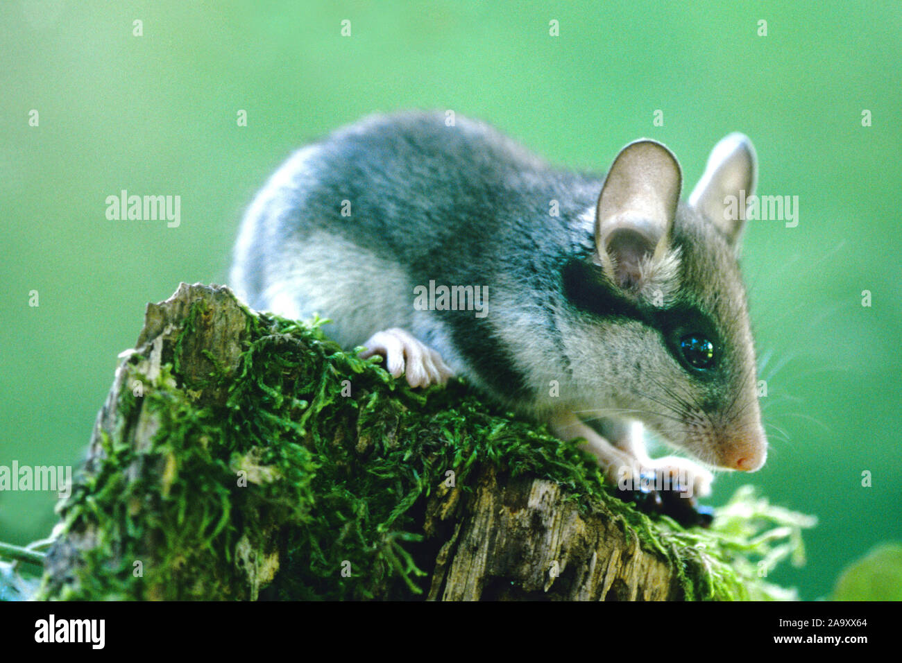 Mcp lid hi-res stock photography and images - Alamy