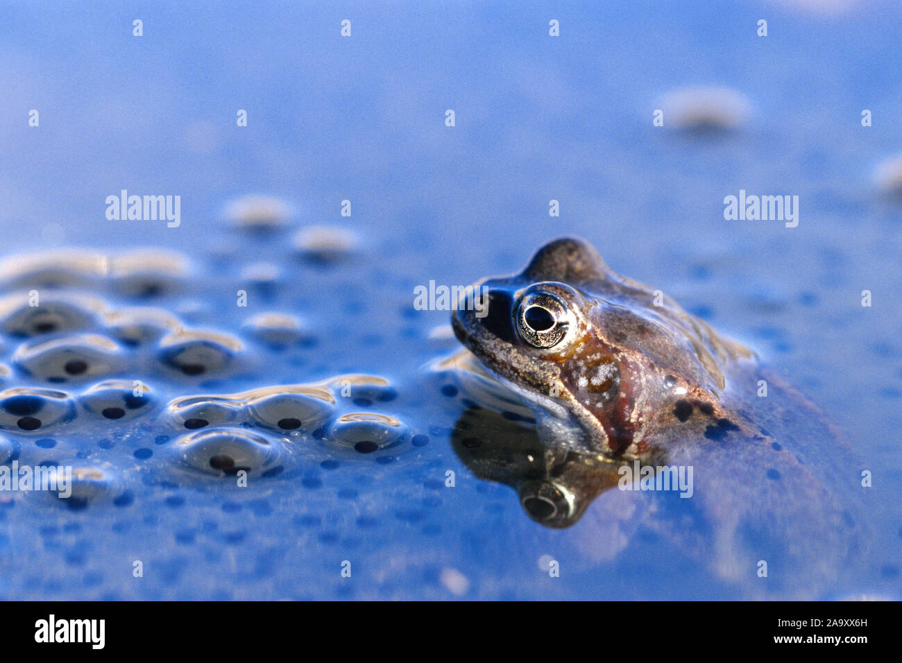 Mit laich hi-res stock photography and images - Alamy