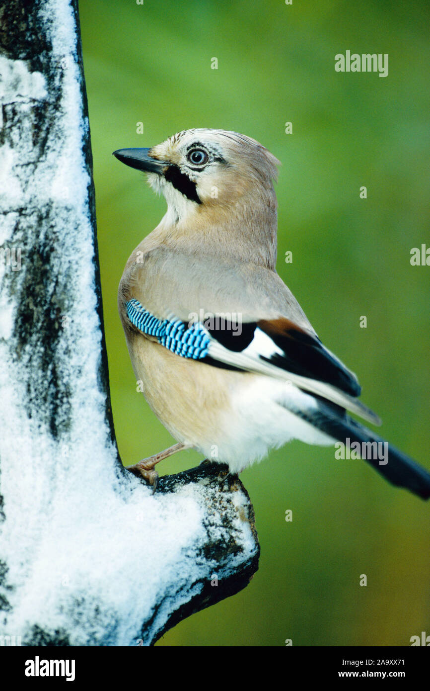 Jay baum hi-res stock photography and images - Alamy