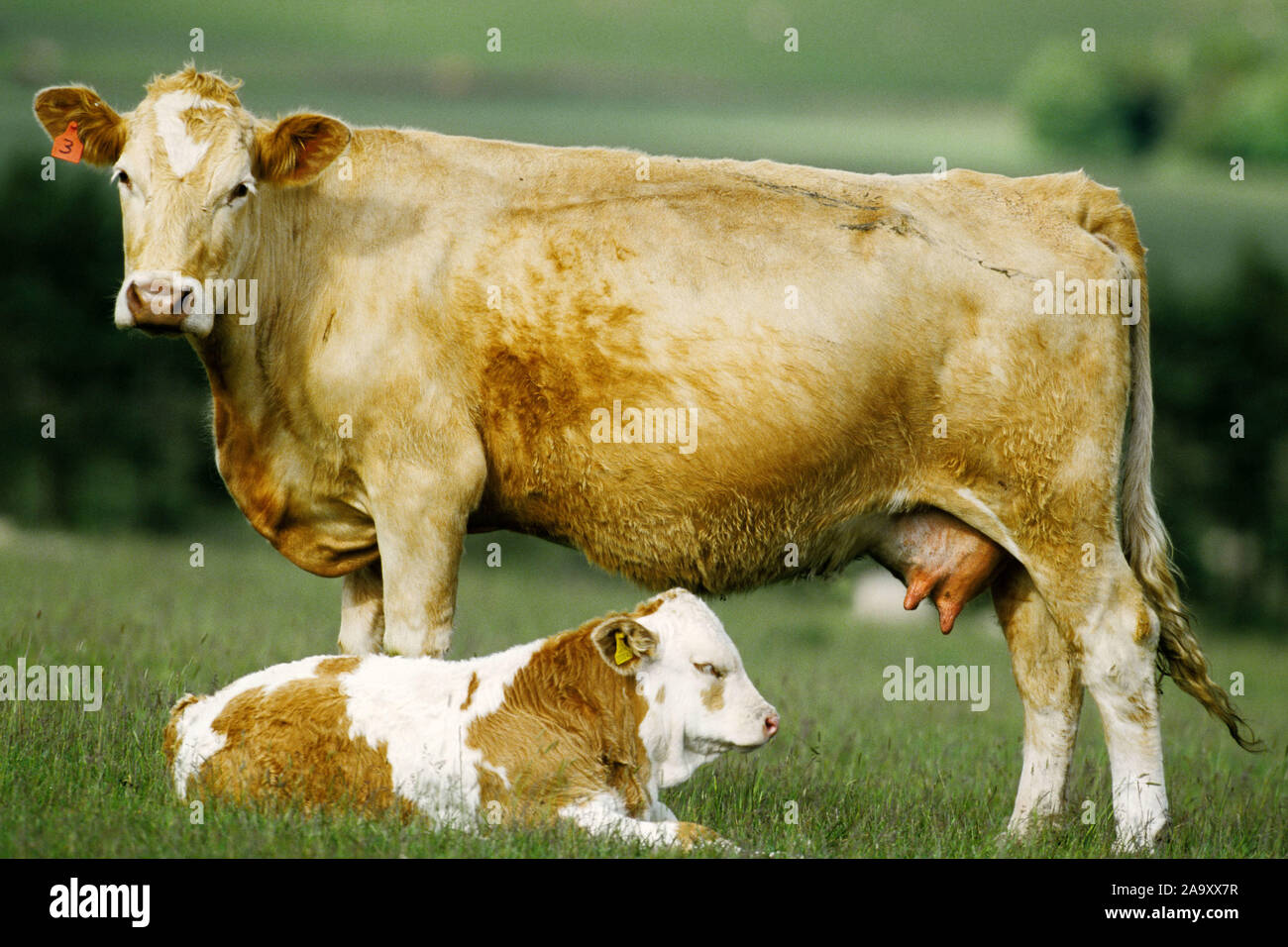 Kuh mit Kalb - Fleckvieh Stock Photo - Alamy