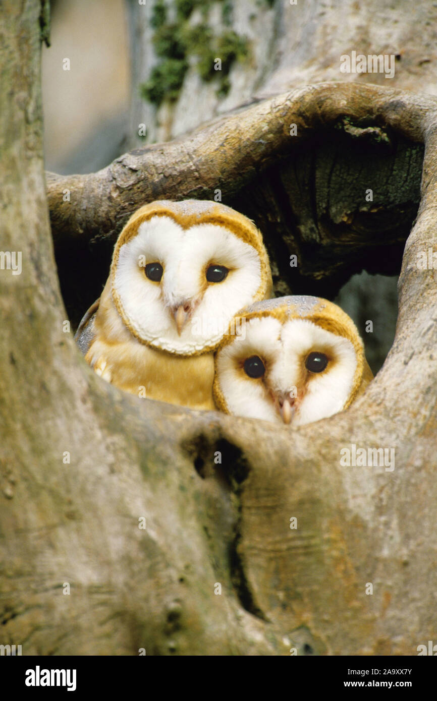 Zwei Schleiereulen in Nisthoehle Stock Photo - Alamy