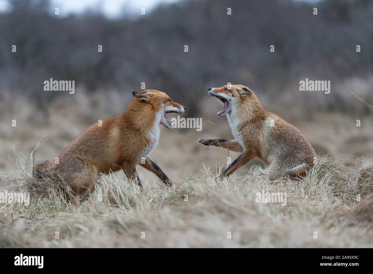 Red Foxes ( Vulpes vulpes ), two adults, sitting on their hind legs, in ...