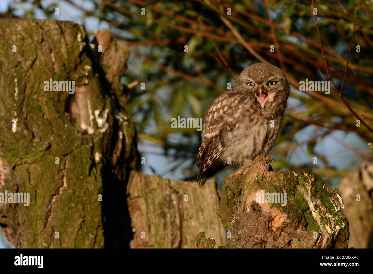 Begging uk hi-res stock photography and images - Alamy