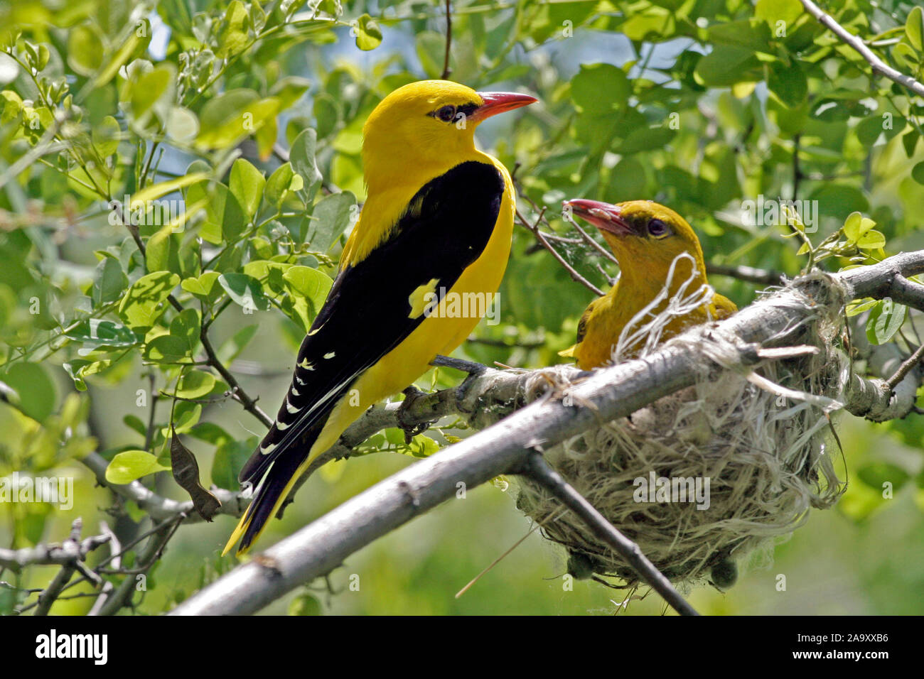 Tiere, Voegel, Pirol, Feigenpirol, Maennchen und Weibchen am Nest ...