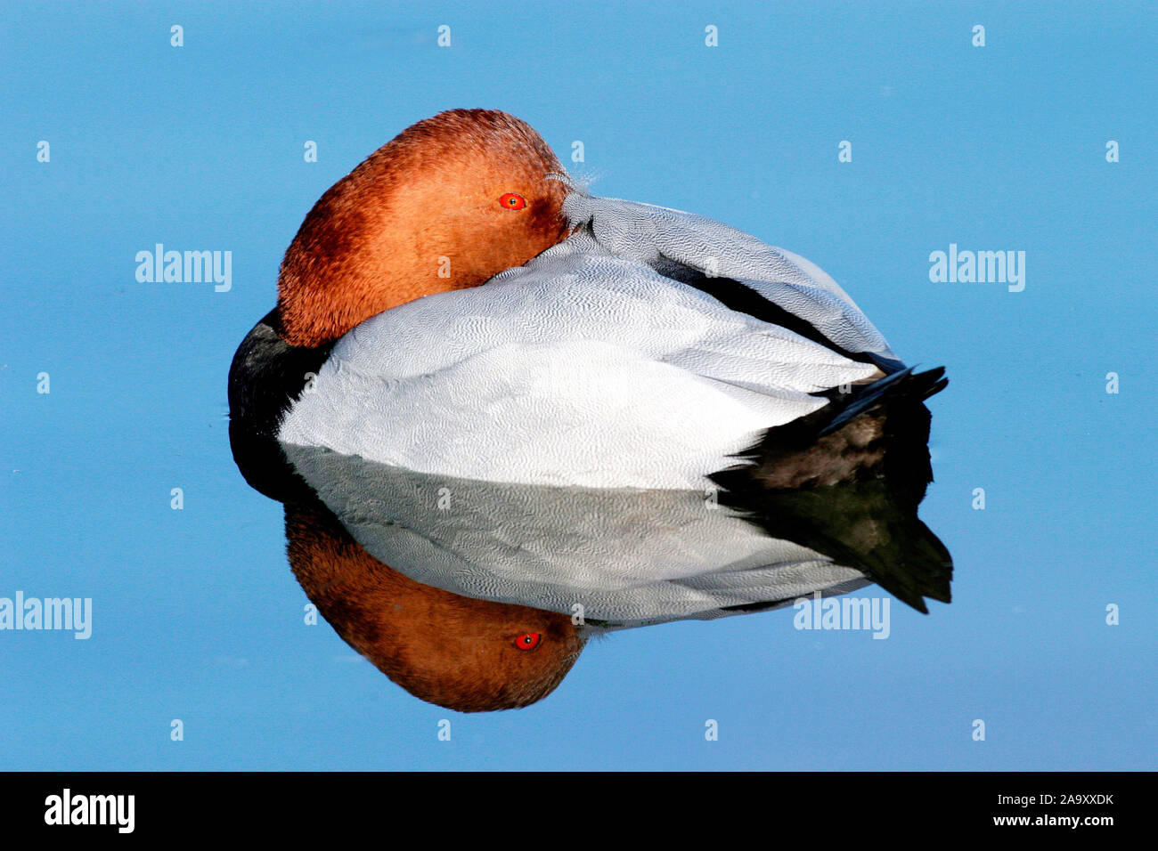 Tiere, Voegel, Entenvoegel, Ente, Tafelente, Aythya ferina, Animals ...