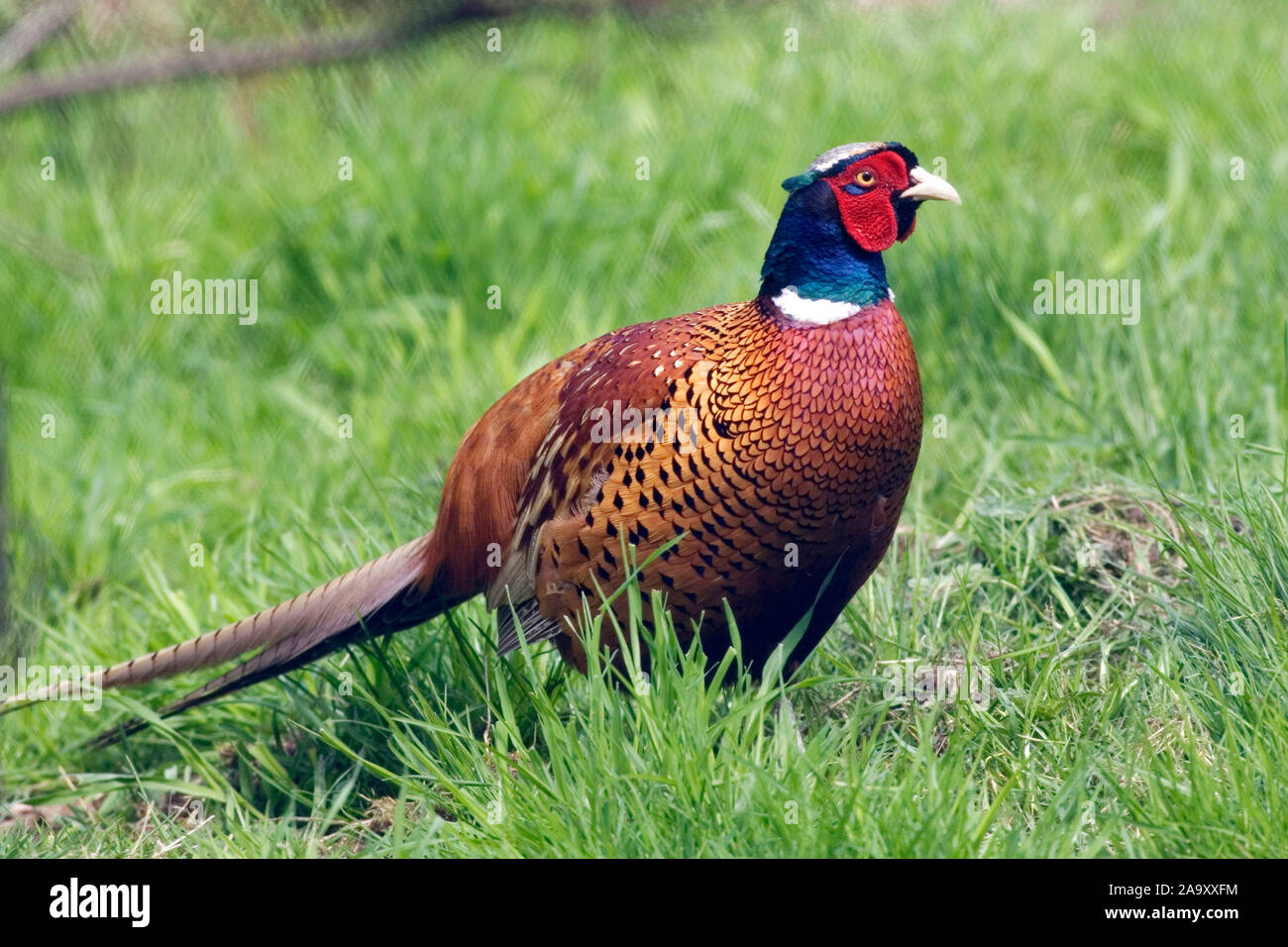 Tiere / Voegel / Animals / Birds / Jagdfasan / Fasan / Hahn / Game ...