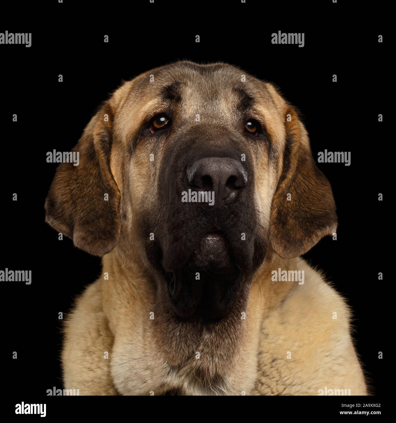 Portrait of Young Spanish Mastiff Dog on isolated Black Background ...