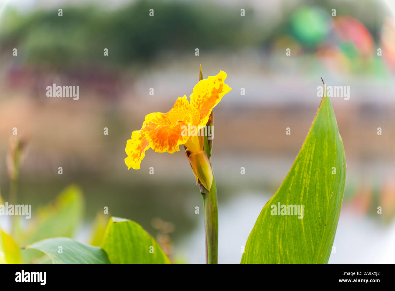 Yellow canna indica, commonly known as Indian shot, African arrowroot ...
