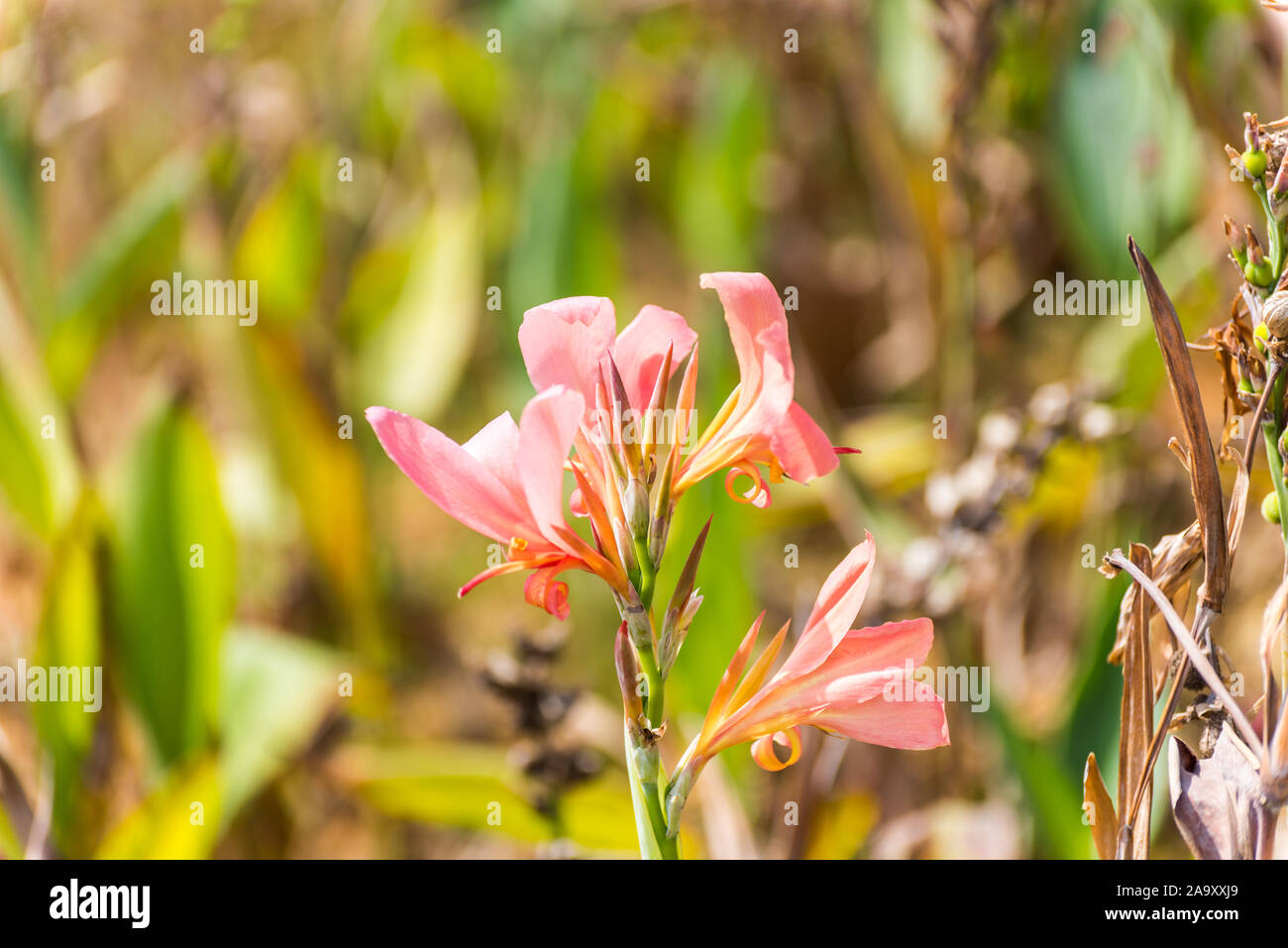 Pink canna indica, commonly known as Indian shot, African arrowroot ...