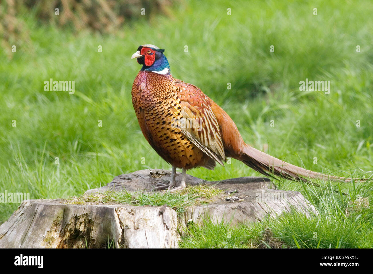 Tiere / Voegel / Animals / Birds / Jagdfasan / Fasan / Hahn / Game ...