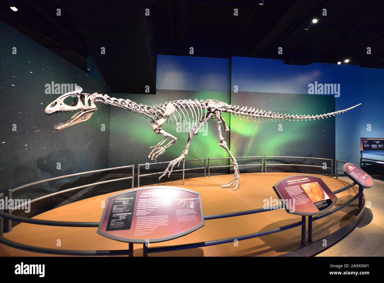 Dinosaur skeletons at a Museum in America Stock Photo - Alamy