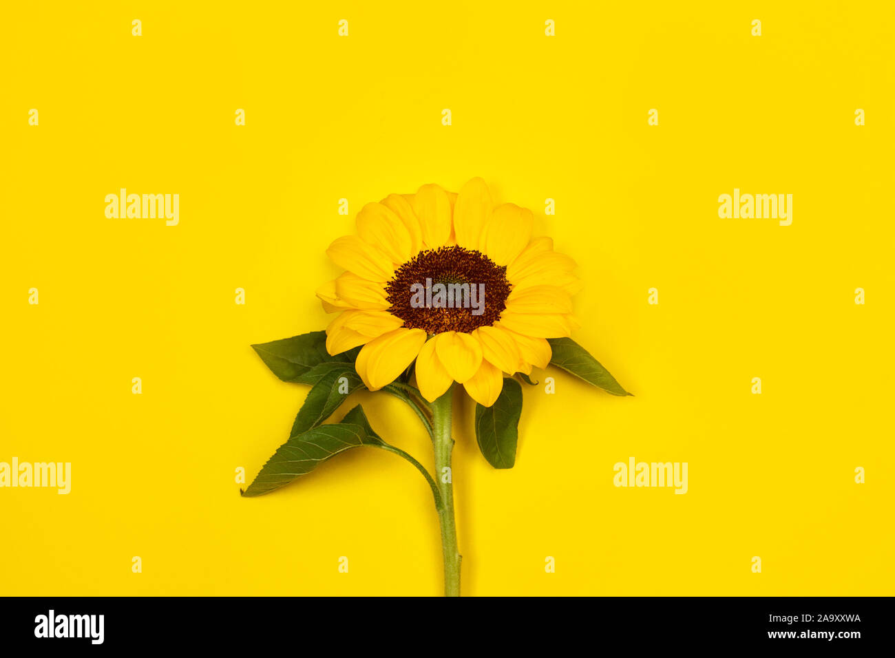 A sunflower on a yellow background Stock Photo - Alamy