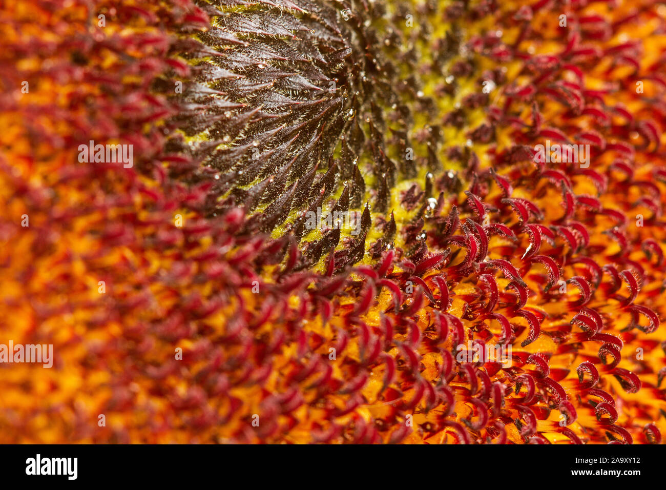 The center of a sunflower in a close up view Stock Photo - Alamy