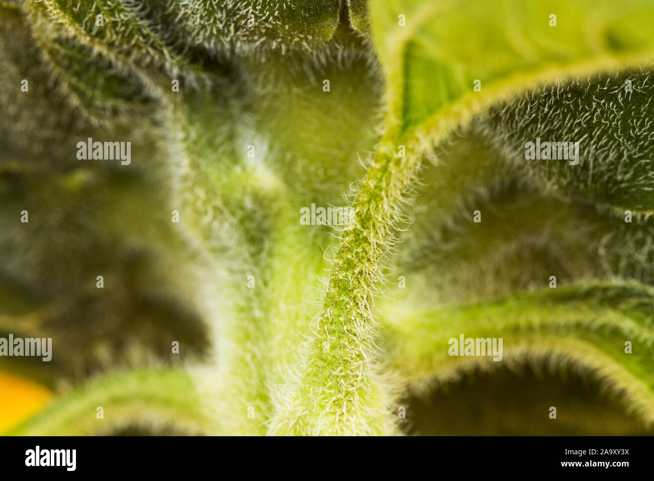 The back of a sunflower in a close up view Stock Photo - Alamy