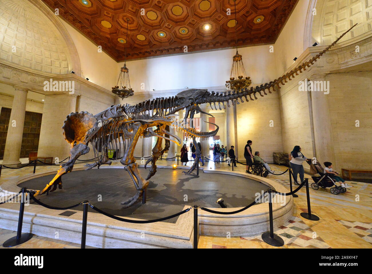 Dinosaur skeletons at a Museum in America Stock Photo - Alamy