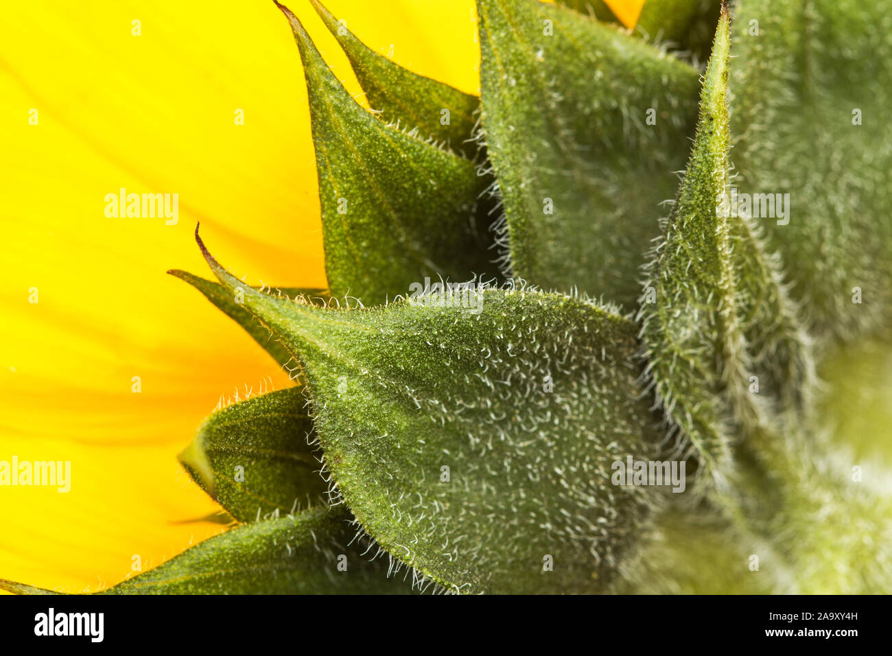 The back of a sunflower in a close up view Stock Photo - Alamy