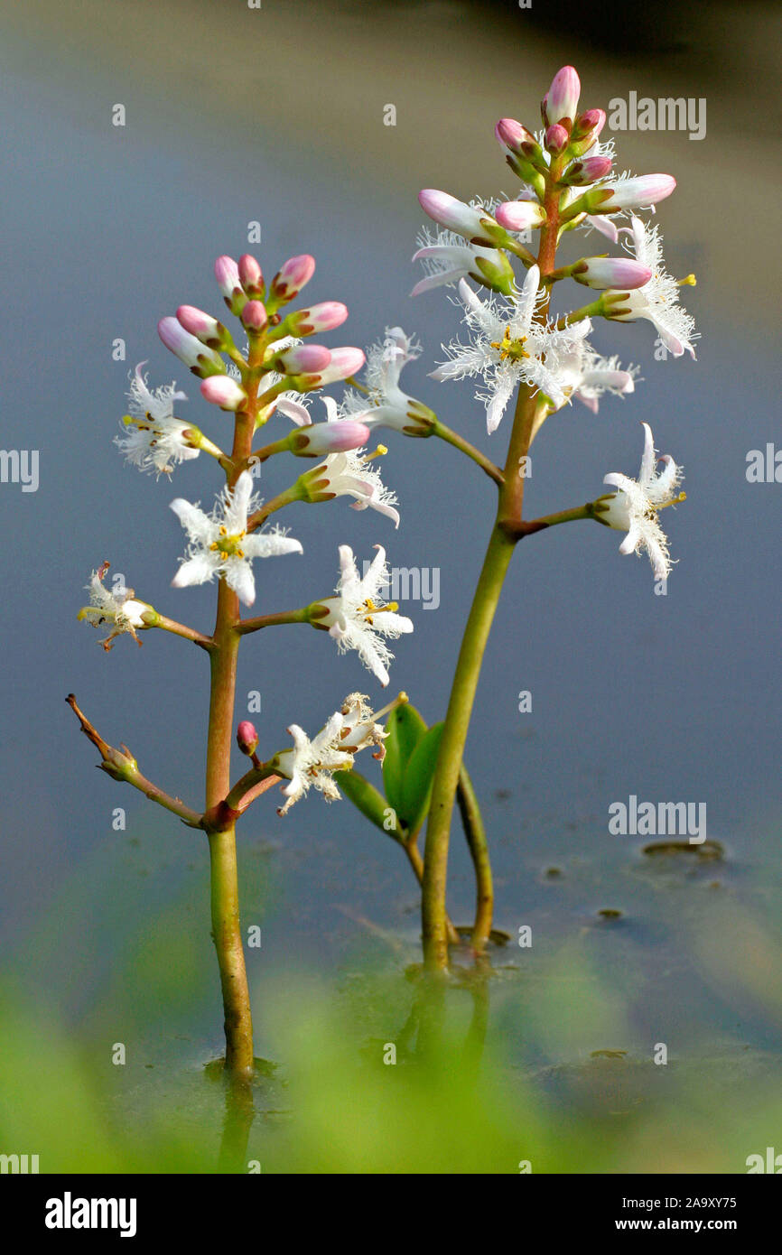 Fieberklee, Menyanthes trifoliata, Blumen, Pflanzen, Blueten, Europa ...