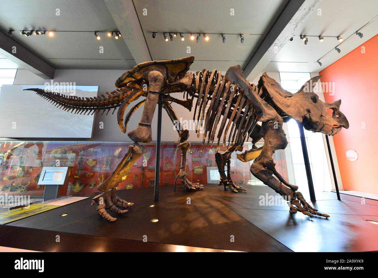 Dinosaur skeletons at a Museum in America Stock Photo - Alamy
