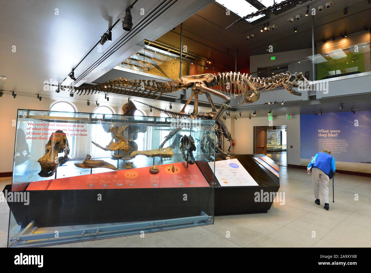 Dinosaur skeletons at a Museum in America Stock Photo - Alamy