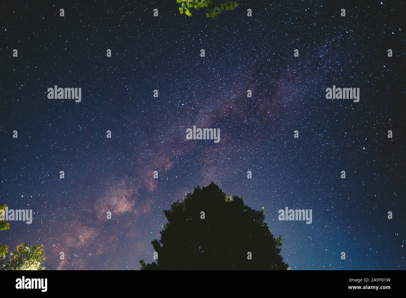 Galaxy - Milky way In the forest at night Stock Photo - Alamy