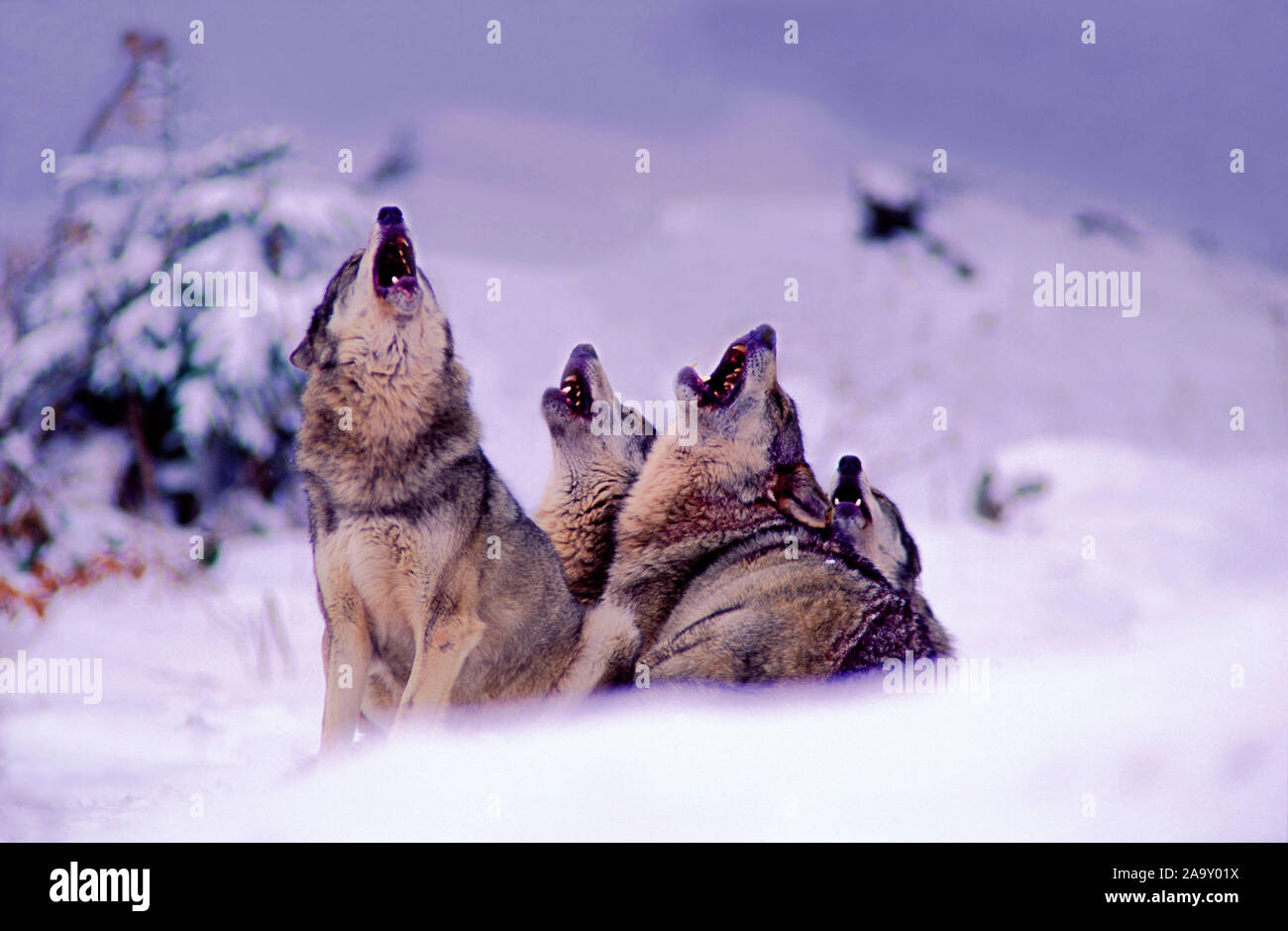 Howling Wolf Pack