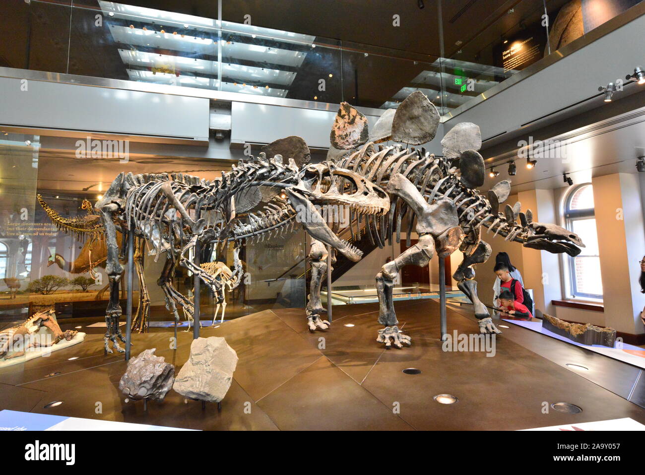 Dinosaur skeletons at a Museum in America Stock Photo - Alamy