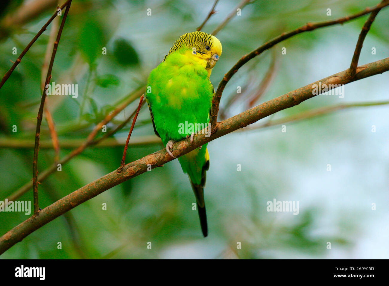 Wellensittich ast hi-res stock photography and images - Alamy