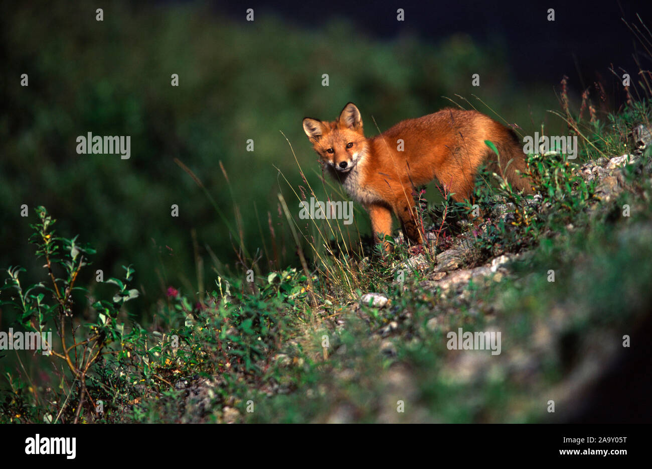 Rotfuchswelpe wandert über Tundra; red fox pub wandering over tundra ...