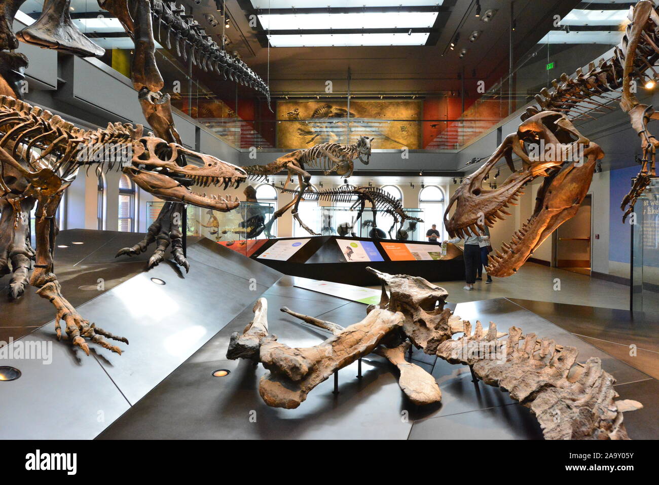 Dinosaur skeletons at a Museum in America Stock Photo - Alamy