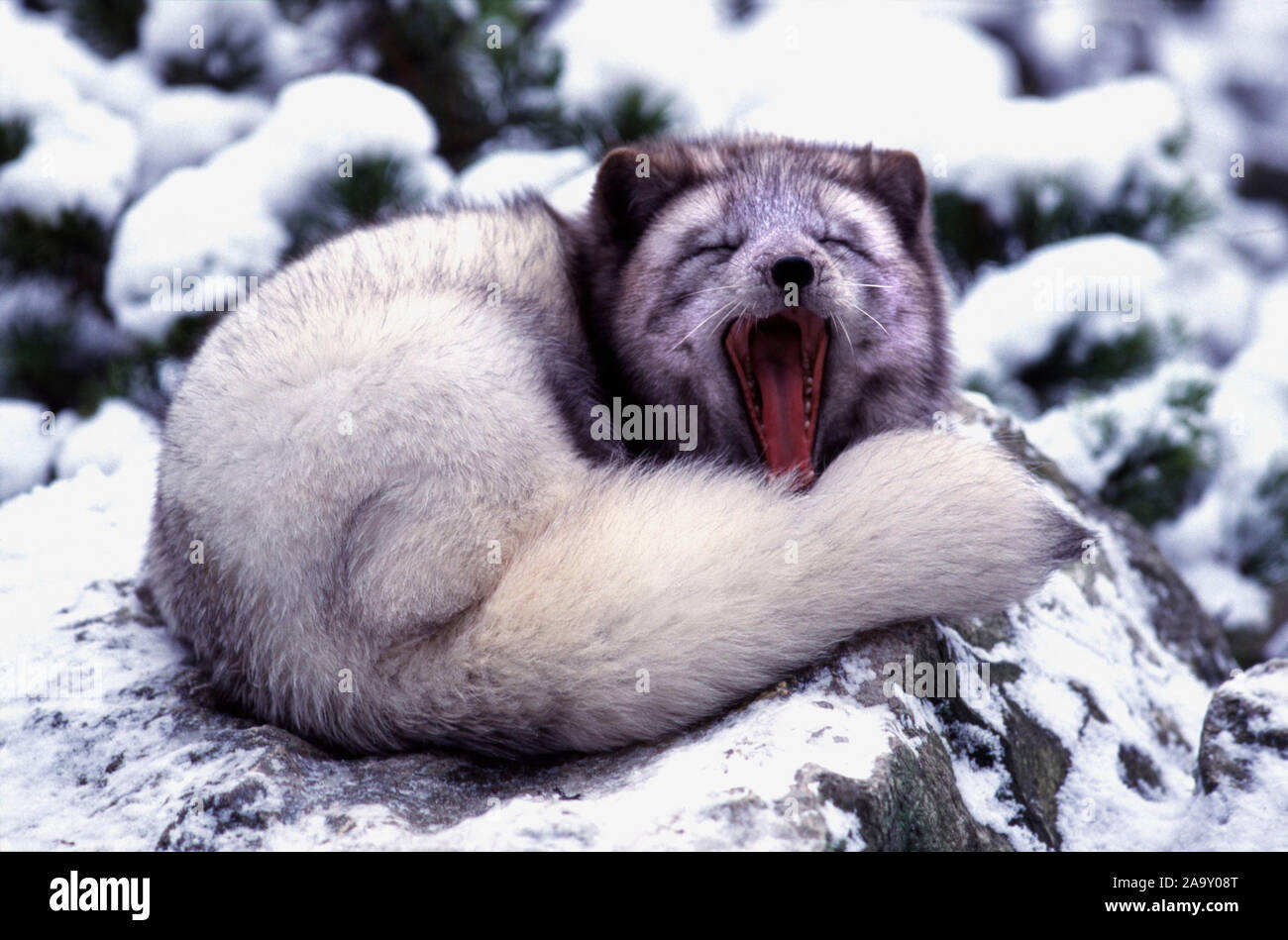 Yawning arctic fox hi-res stock photography and images - Alamy
