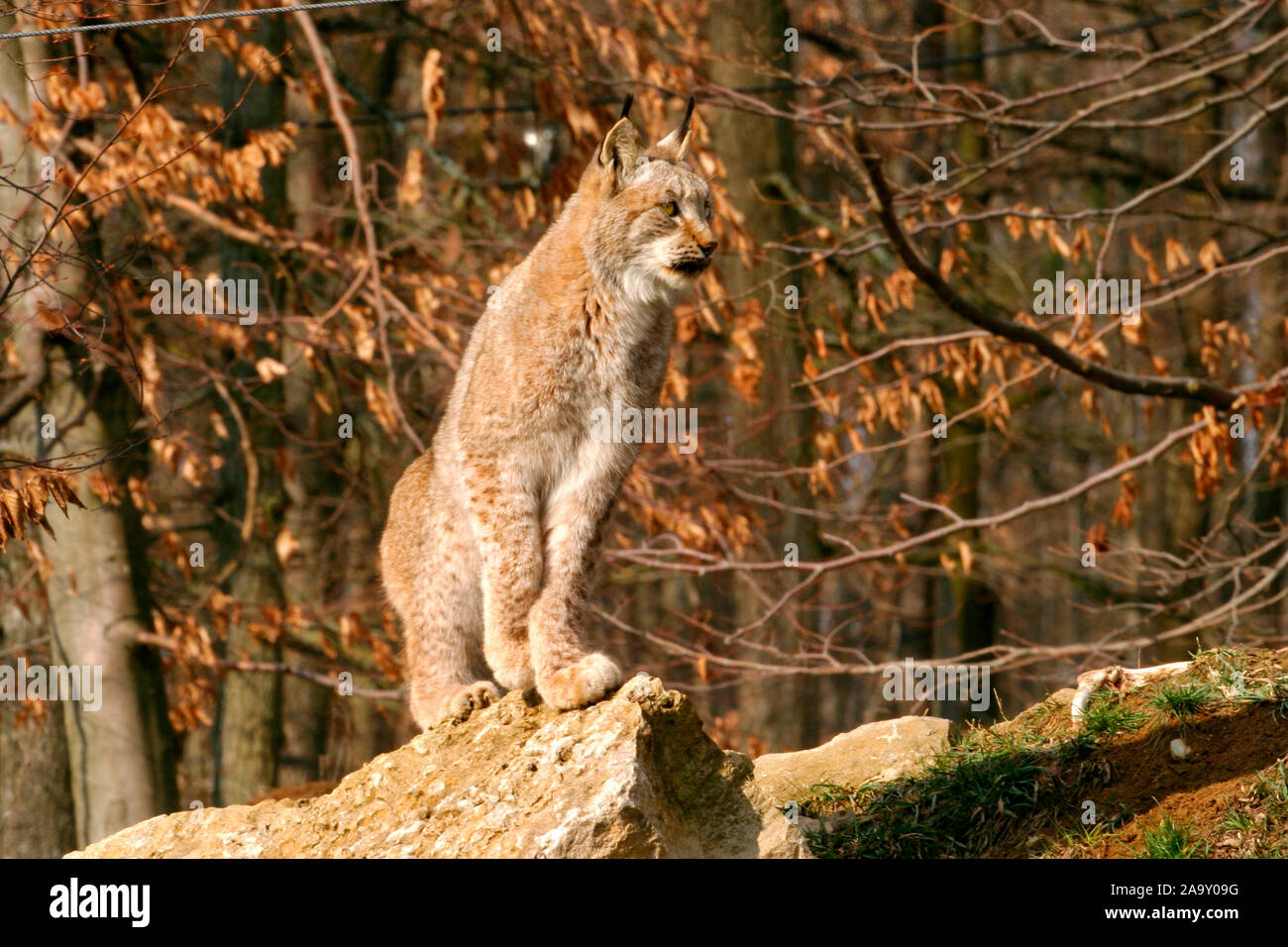 Luchs kurz vor dem Absprung; Lynx shortly before jump; Lynx lynx ...