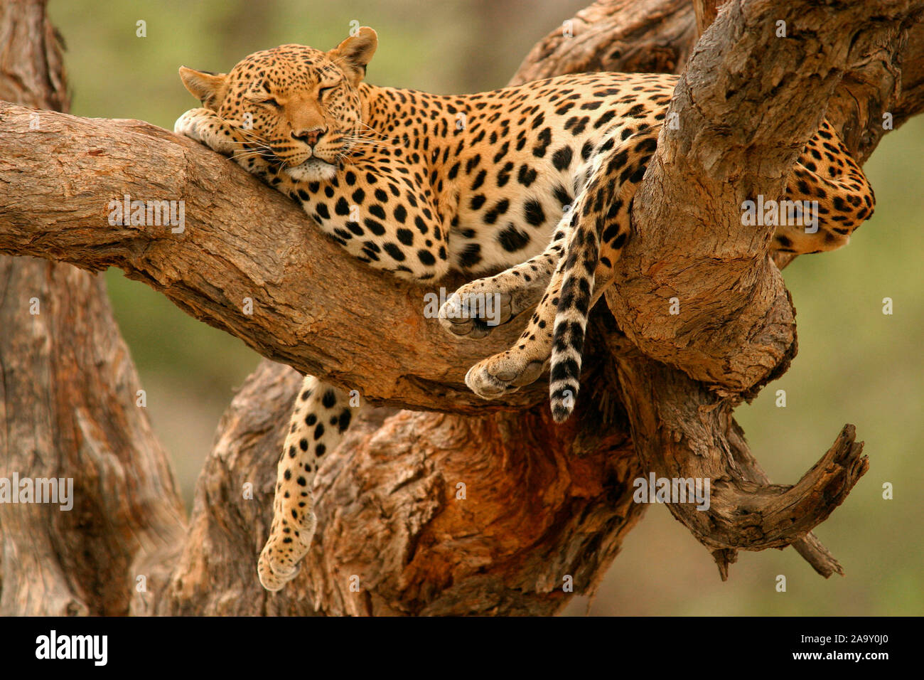 Leopard im baum hi-res stock photography and images - Alamy